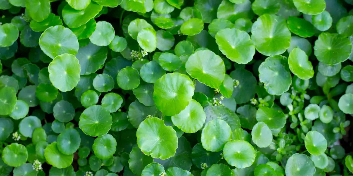 Les bienfaits du colatier – Naturveda