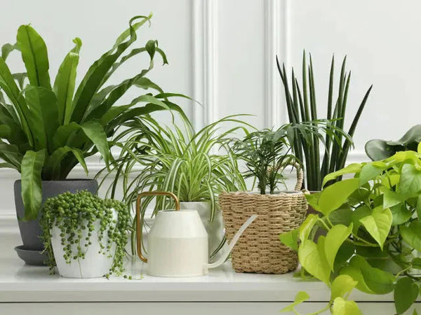 Active principles of plants for natural healing